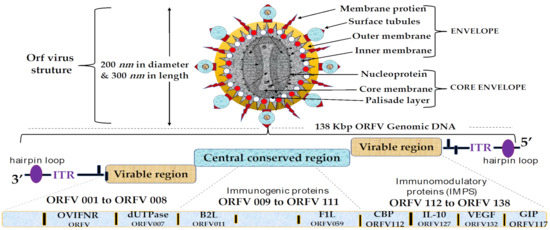 Immunomodulatory Strategies for Parapoxvirus: Current Status and Future ...