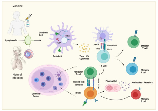 Overview of Neutralizing Antibodies and Their Potential in COVID-19