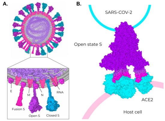 VLP-Based COVID-19 Vaccines: An Adaptable Technology against the Threat ...