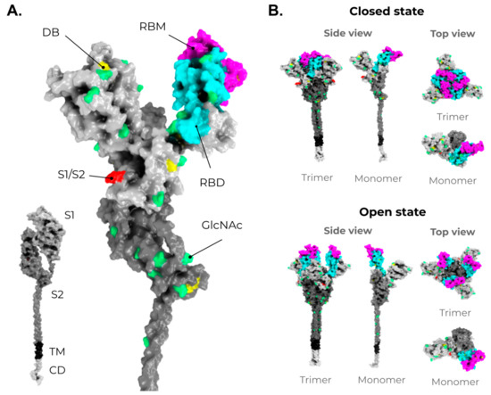 VLP-Based COVID-19 Vaccines: An Adaptable Technology against the Threat ...