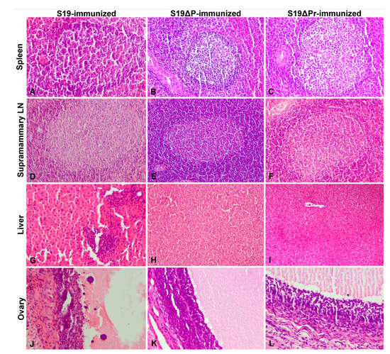 Vaccines | Free Full-Text | Immunization with Brucella abortus S19Δper ...