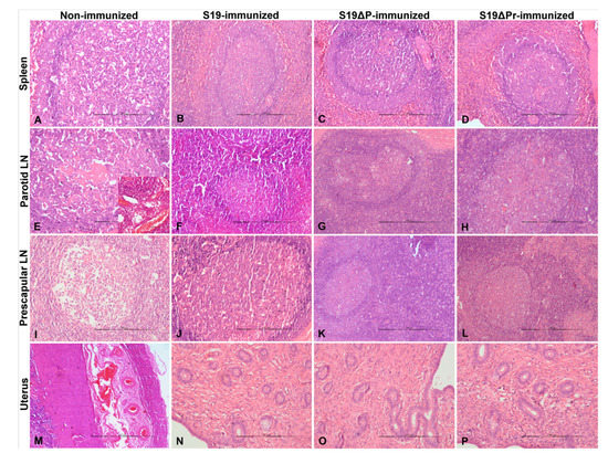 Vaccines | Free Full-Text | Immunization with Brucella abortus S19Δper ...