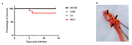 Vaccines | Free Full-Text | Evaluation of Recombinant Herpesvirus of ...