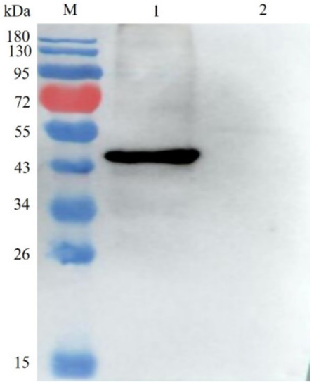 Single-Dose Vaccination of Recombinant Chimeric Newcastle Disease Virus ...