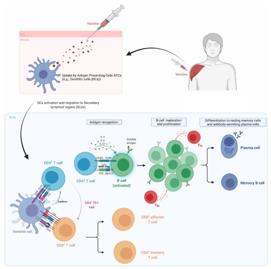 Vaccine Technologies and Platforms for Infectious Diseases: Current ...