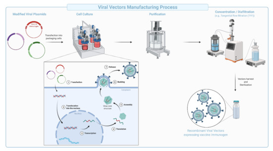 Vaccine Technologies and Platforms for Infectious Diseases: Current ...