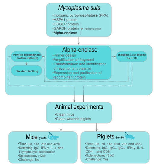 Mycoplasma suis Alpha-Enolase Subunit Vaccine Induces an Immune ...