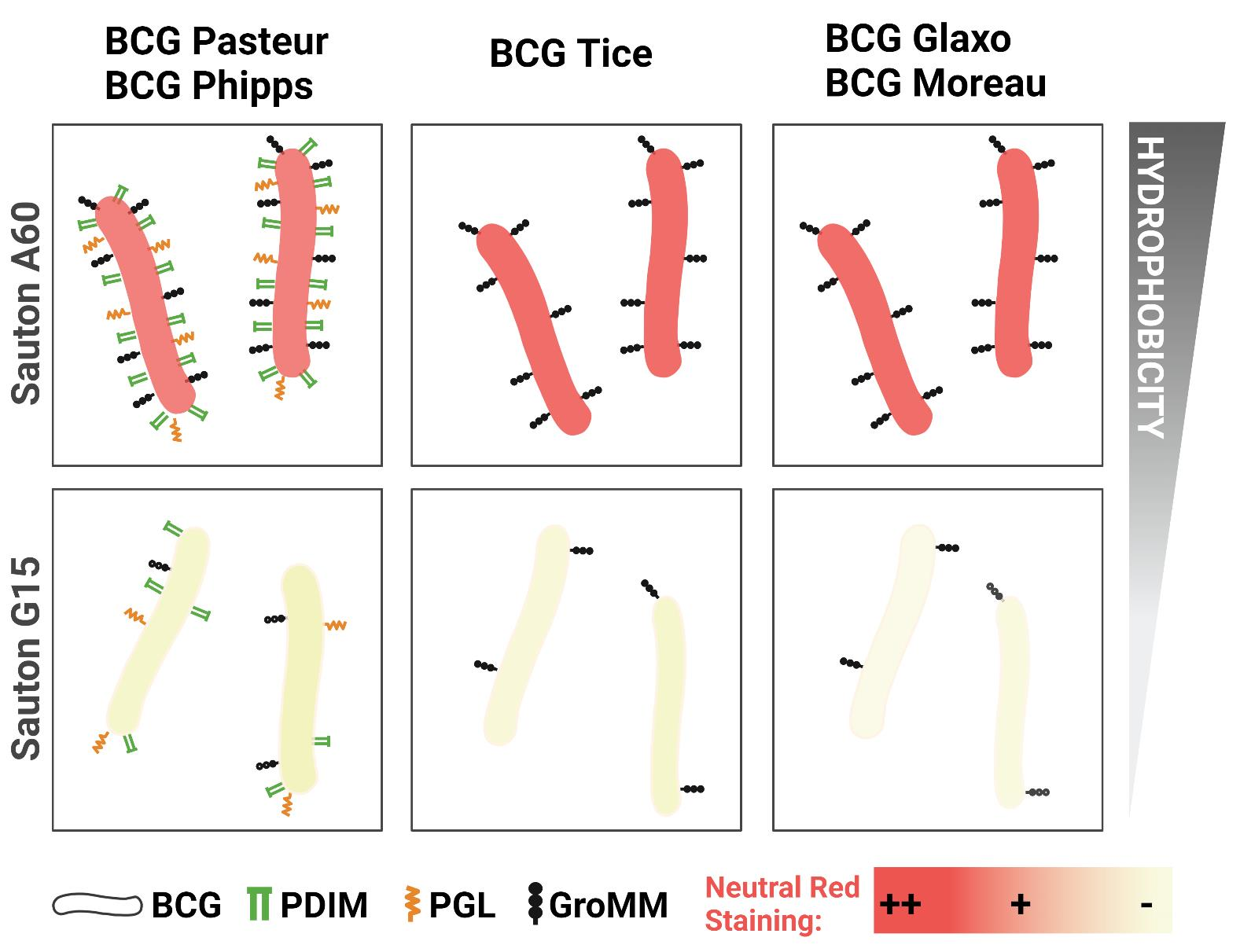 Vaccines | Free Full-Text | BCG Substrains Change Their Outermost ...