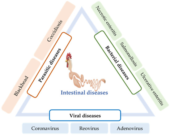 Role of Physiology, Immunity, Microbiota, and Infectious Diseases in ...