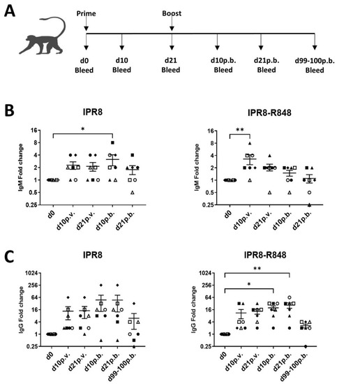 Analysis of R848 as an Adjuvant to Improve Inactivated Influenza ...