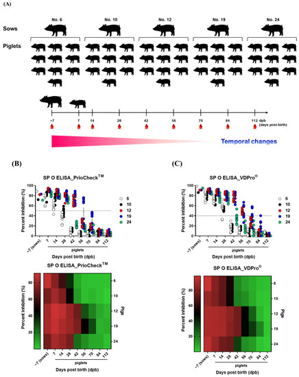 Age-Dependent Dynamics of Maternally Derived Antibodies (MDAs) and ...
