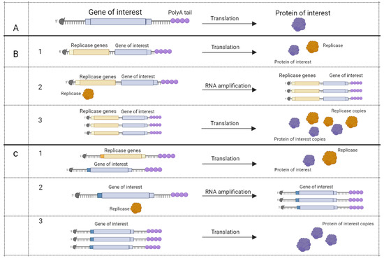 Universal Flu mRNA Vaccine: Promises, Prospects, and Problems