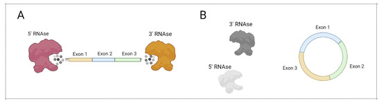 Universal Flu mRNA Vaccine: Promises, Prospects, and Problems