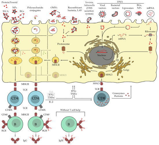 Vaccination against Bacterial Infections: Challenges, Progress, and New ...