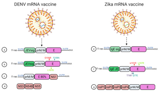 Nucleic Acid Vaccine Platform for DENGUE and ZIKA Flaviviruses