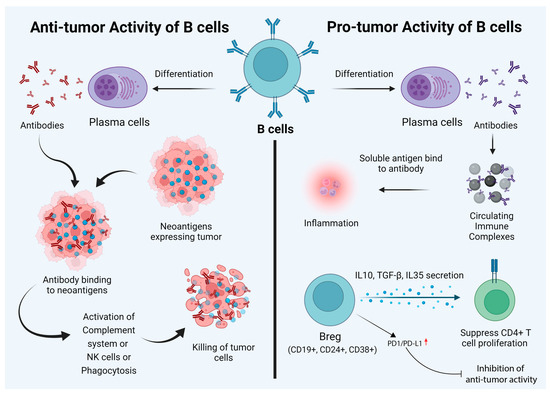 B-Cell-Based Immunotherapy: A Promising New Alternative
