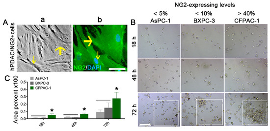 Immunotherapeutic Targeting of NG2/CSPG4 in Solid Organ Cancers
