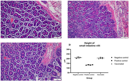 Cross-Species Transmission of Rabbit Hepatitis E Virus to Pigs and ...