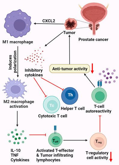 Vaccines | Free Full-Text | The Cellular and Molecular Immunotherapy in ...