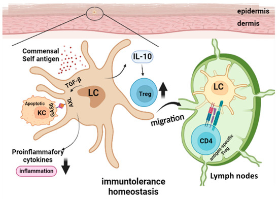 The Roles of Skin Langerhans Cells in Immune Tolerance and Cancer Immunity