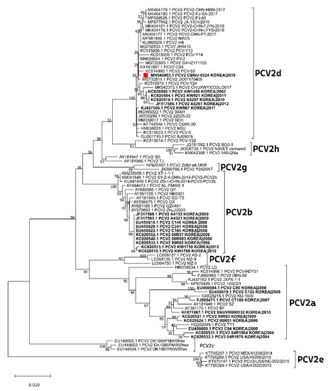 Pathological Evaluation of Porcine Circovirus 2d (PCV2d) Strain and ...