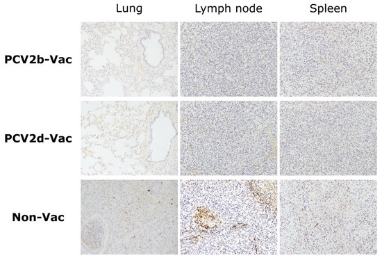 Pathological Evaluation of Porcine Circovirus 2d (PCV2d) Strain and ...