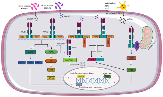 NOD1, NOD2, and NLRC5 Receptors in Antiviral and Antimycobacterial Immunity