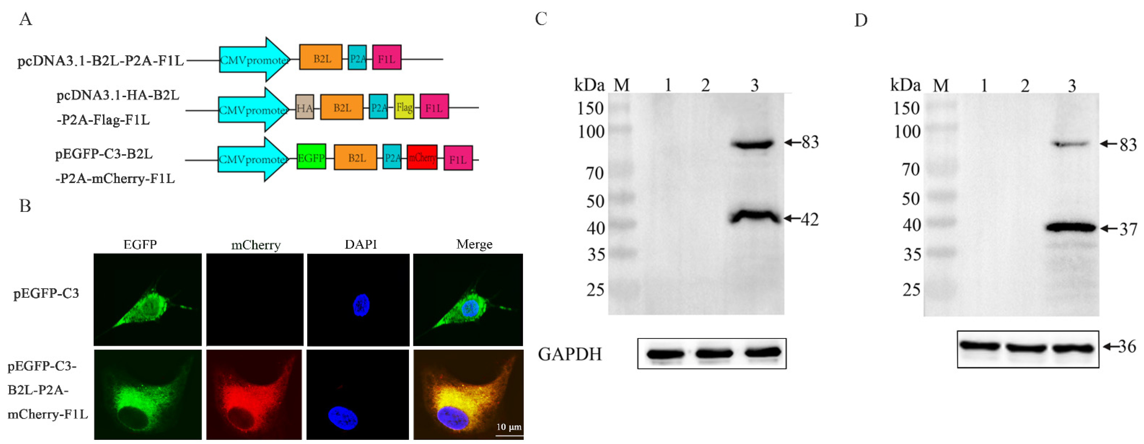 Evaluation of the Immune Response Afforded by Combined Immunization with Orf Virus DNA and ...
