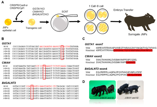 An Efficacious Transgenic Strategy for Triple Knockout of Xeno-Reactive ...