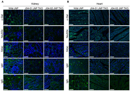 An Efficacious Transgenic Strategy for Triple Knockout of Xeno-Reactive ...