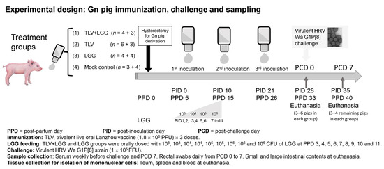 Probiotic as Adjuvant Significantly Improves Protection of the Lanzhou ...