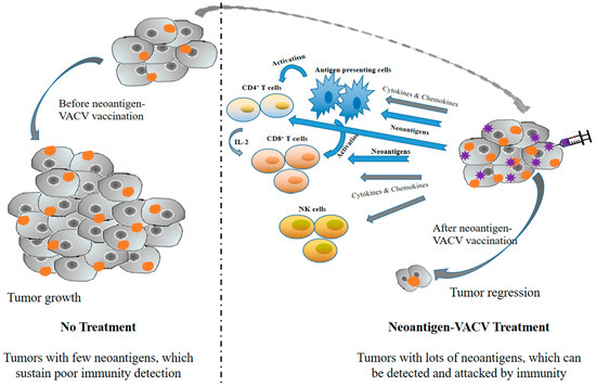 Design Strategies and Precautions for Using Vaccinia Virus in Tumor ...