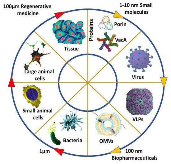 Outer Membrane Vesicles: An Emerging Vaccine Platform