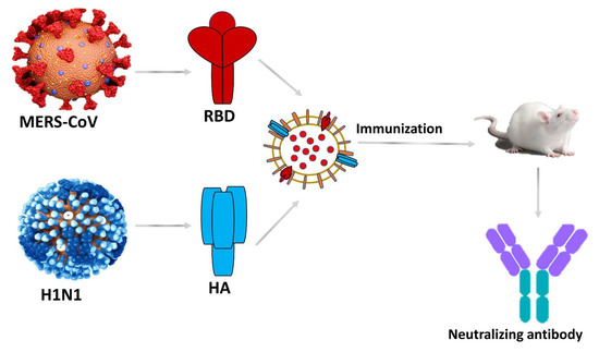 Outer Membrane Vesicles: An Emerging Vaccine Platform