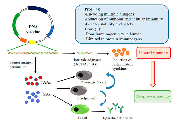 Vaccines | Free Full-Text | Recent Advances in DNA Vaccines against Lung Cancer: A Mini Review