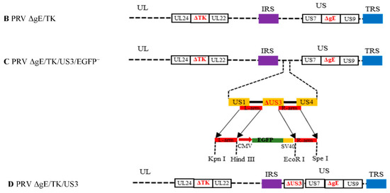 The Deletion of US3 Gene of Pseudorabies Virus (PRV) ΔgE/TK Strain ...