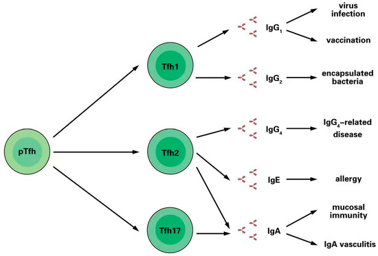 Vaccines | Free Full-Text | Characteristics and Roles of T Follicular ...