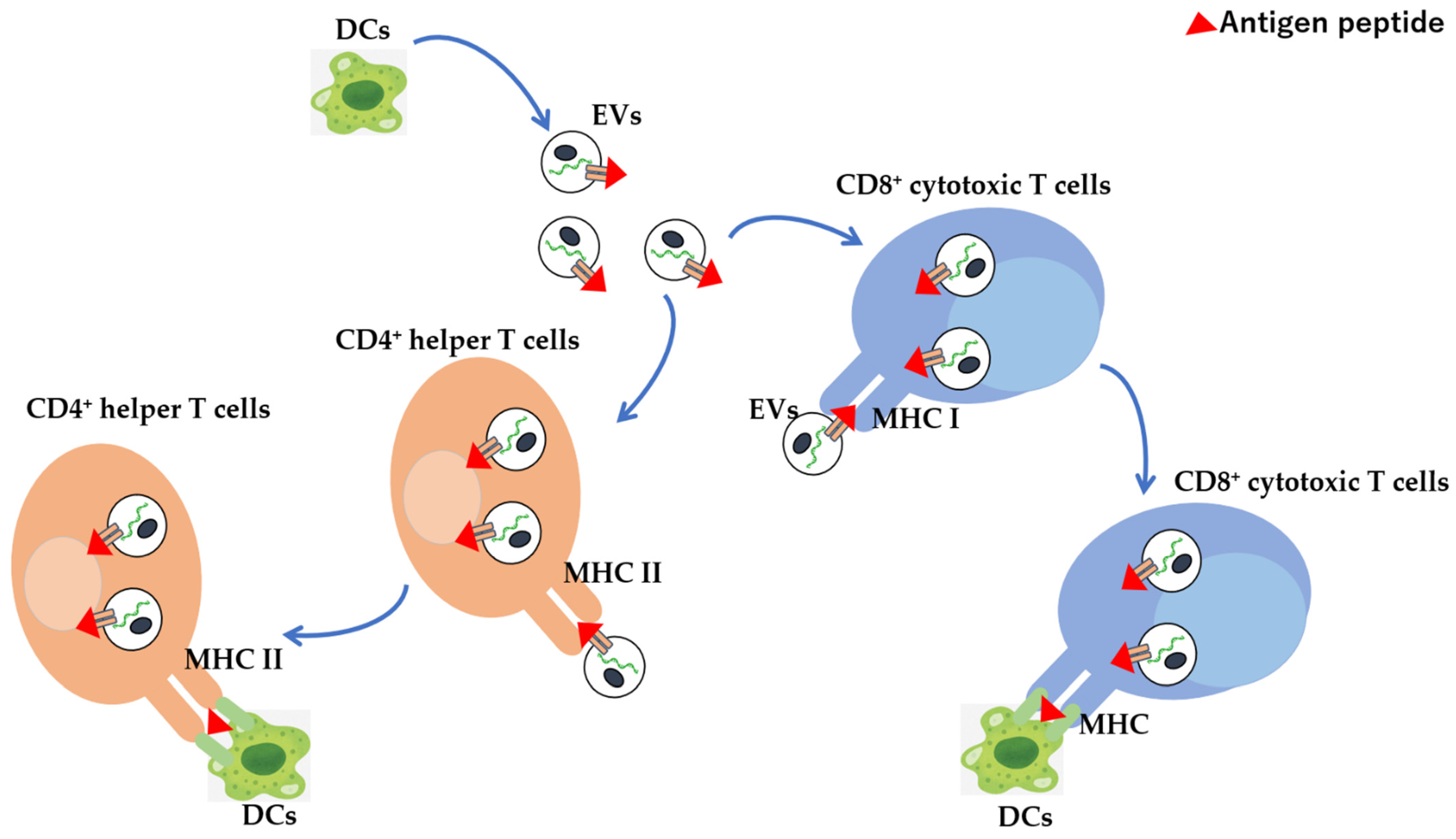 Vaccines | Free Full-Text | Regulation of Extracellular Vesicle-Mediated Immune Responses ...