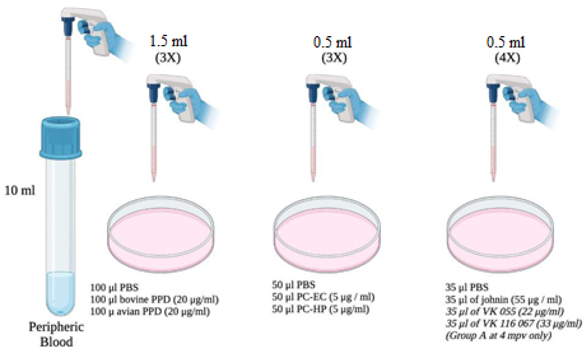 Peripheral IFN-ɣ Production after Blood Stimulation with Different ...