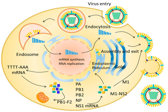 Equine Influenza Virus: An Old Known Enemy in the Americas