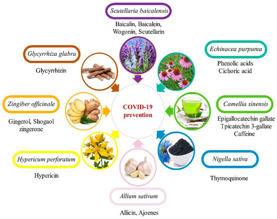 Plant Molecular Pharming and Plant-Derived Compounds towards Generation ...