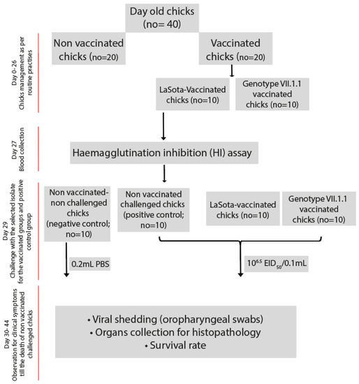 Evolutionary Trajectories of Avian Avulaviruses and Vaccines ...