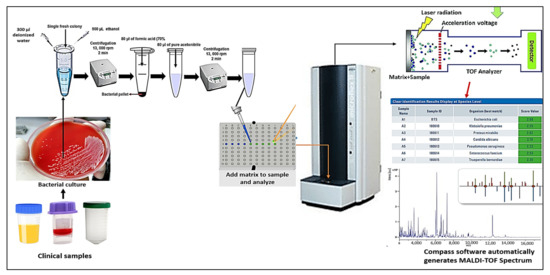How MALDI-TOF Mass Spectrometry Technology Contributes to Microbial ...