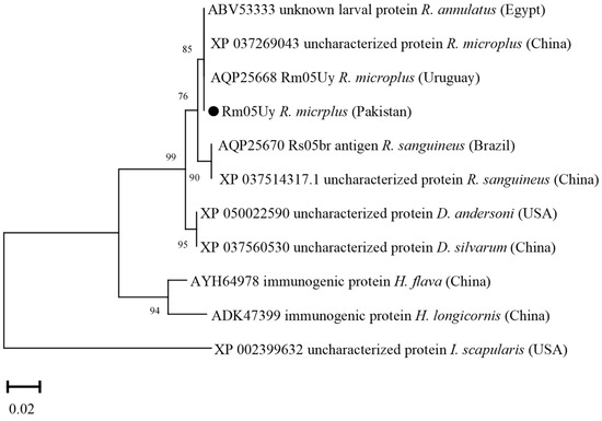 Low Genetic Polymorphism in the Immunogenic Sequences of Rhipicephalus microplus Clade C