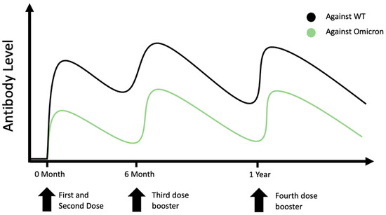 The Four Ws of the Fourth Dose COVID-19 Vaccines: Why, Who, When and What