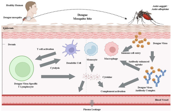 Preparedness for the Dengue Epidemic: Vaccine as a Viable Approach