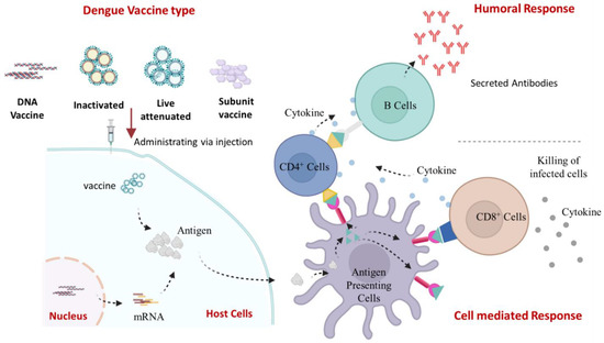 Preparedness for the Dengue Epidemic: Vaccine as a Viable Approach
