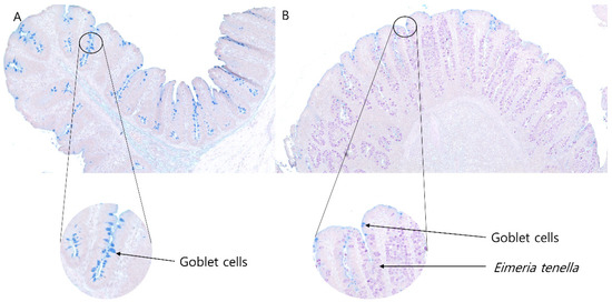 Interactions of Microbiota and Mucosal Immunity in the Ceca of Broiler ...