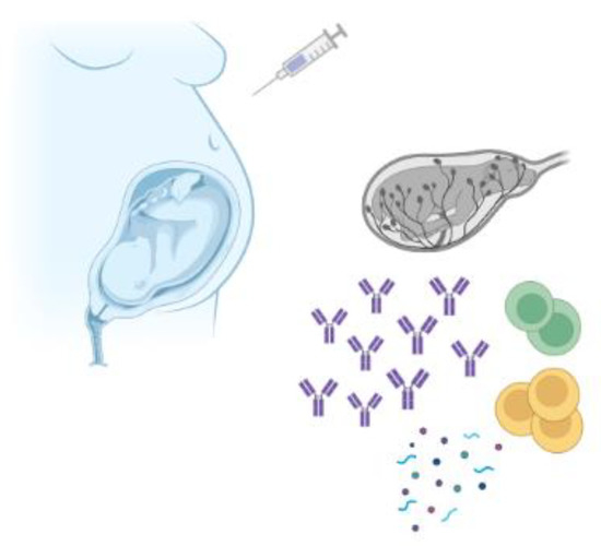 Protecting the Offspring, the Gift of Maternal Immunization: Current ...