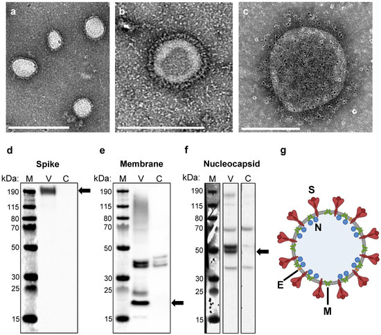 Immunogenicity and Efficacy of Monovalent and Bivalent Formulations of a Virus-Like Particle ...